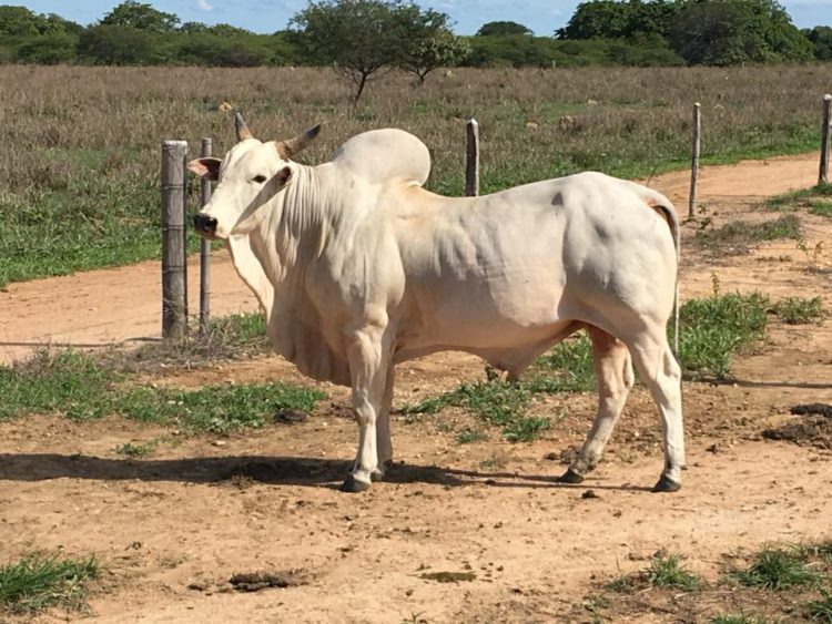O melhoramento genético de bovinos de corte para eficiência alimentar O melhoramento genético de bovinos de corte para eficiência alimentar
